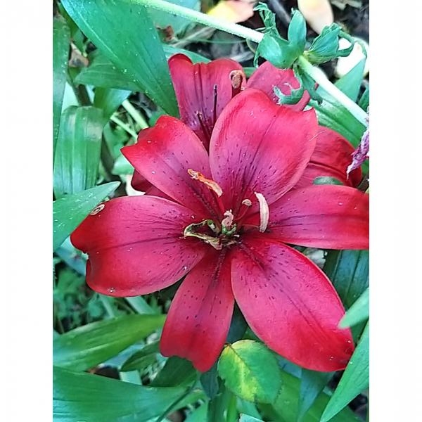 Lilium Crimson Pixie - Lis asiatique nain, à fleurs rouge carmin.