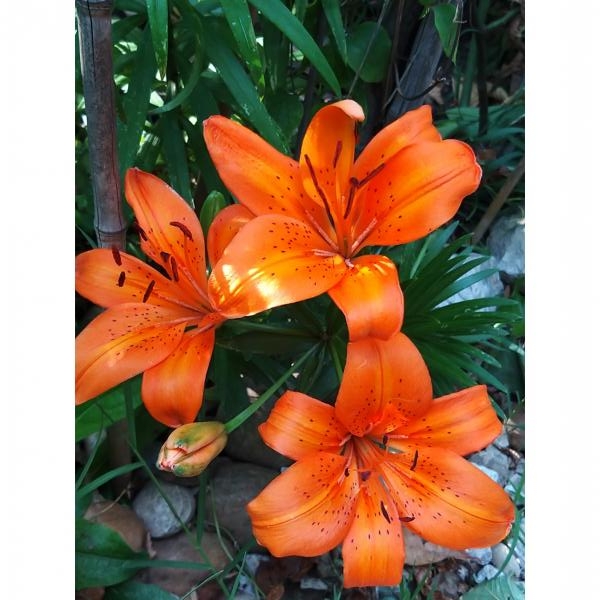 Lilium Orange Pixie - Lis asiatique nain, à fleurs orange pur.