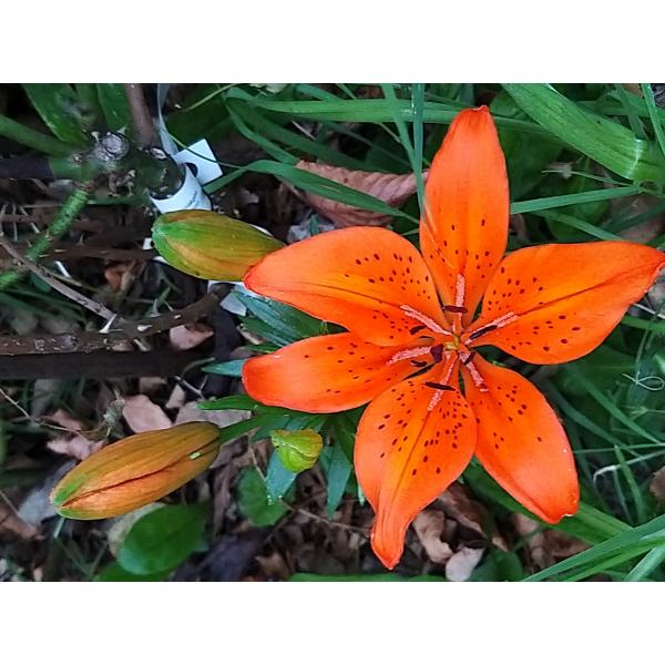 Lilium Orange Pixie - Lis asiatique nain, à fleurs orange pur.