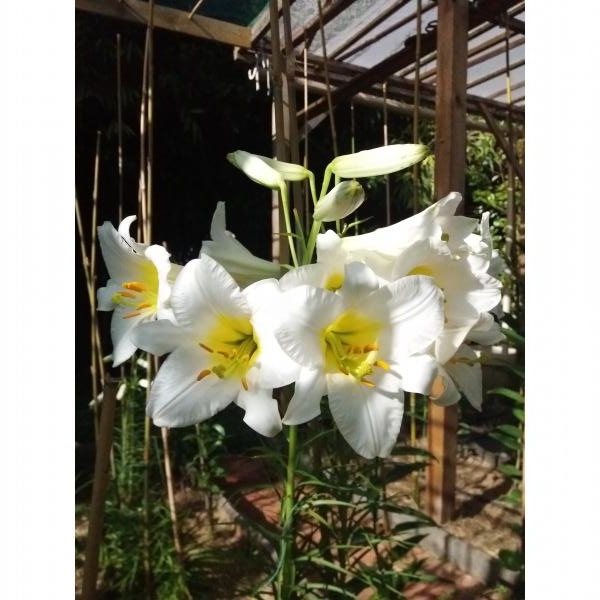 Lys royal blanc - Lilium regale Album - Lis royal blanc - Lis trompette ...