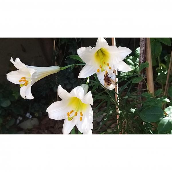 Lys royal blanc - Lilium regale Album - Lis royal blanc - Lis trompette ...