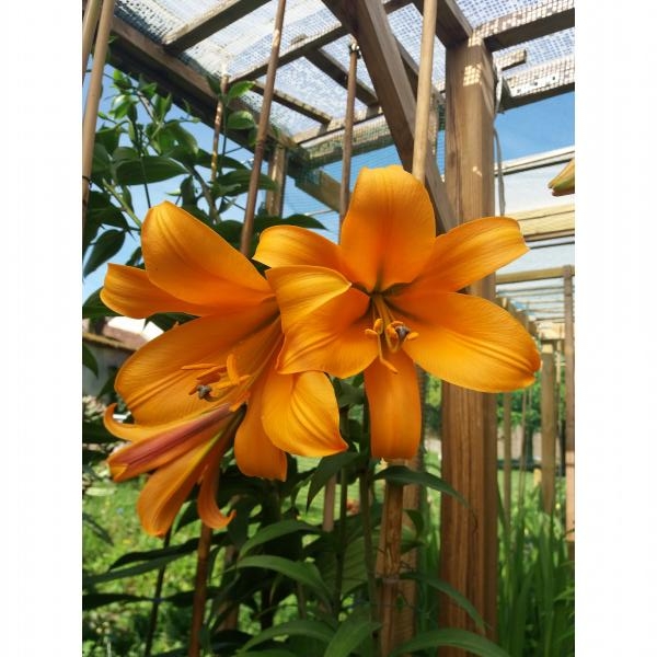 Lis Groupe Trompette African Queen - Lilium x regale - Hybride de Lis ...