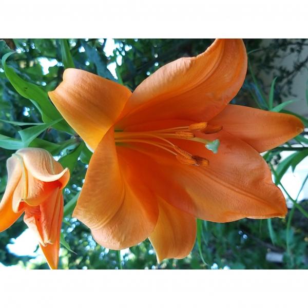 Lis Groupe Trompette African Queen - Lilium x regale - Hybride de Lis ...