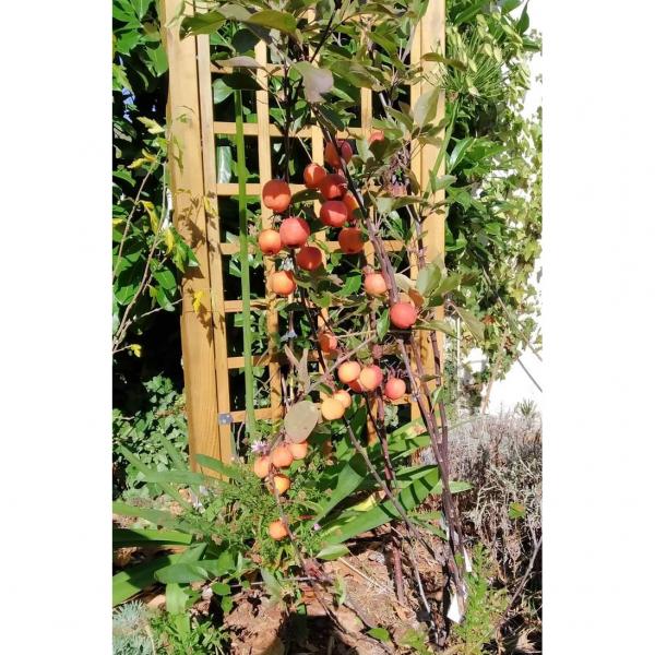 Malus transitoria Appletini (Gulliver) - Pommier ornemental à fruits ...