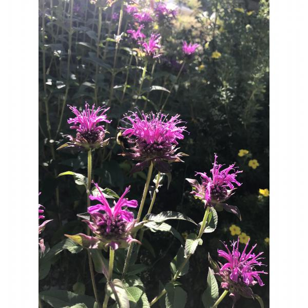 Monarde Scorpion - Monarda Bergamote - Vivace aromatique à fleurs lie ...