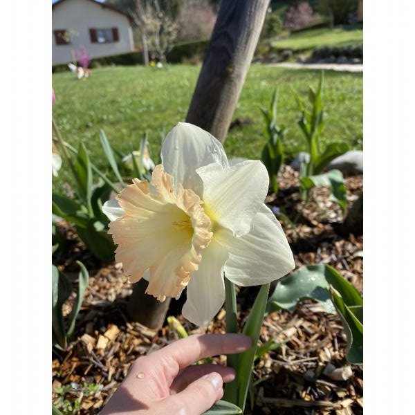 Narcissus British Gamble - Narcisse à grande couronne rose et corolle ...
