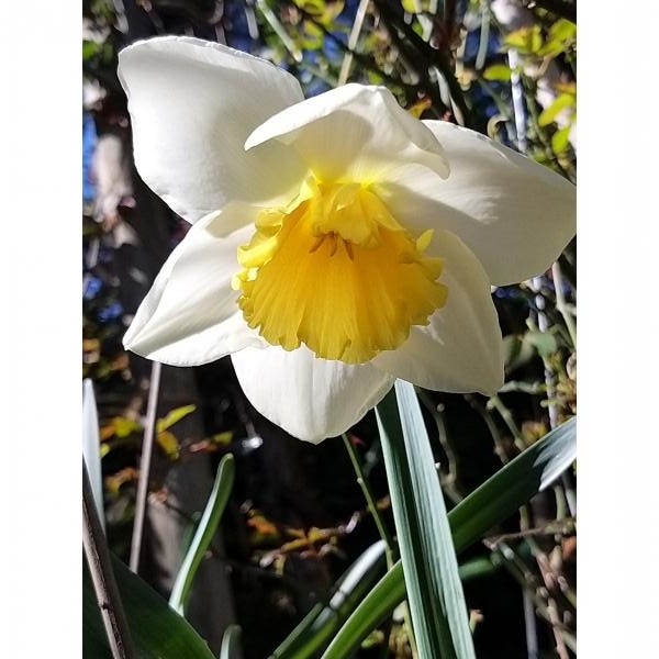 Narcissus Fragant Rose - Un narcisse blanc à grande couronne rose ...