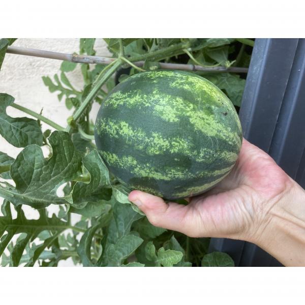 Pastèque Mini-Love F1 - plants greffés pour potager