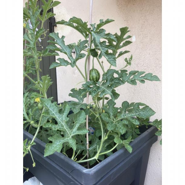 Pastèque Mini-Love F1 - plants greffés pour potager