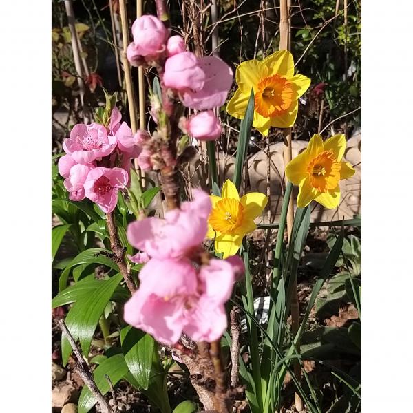 Pêcher nain Amber® Pix Zee - Prunus persica – Pêches à chair jaune