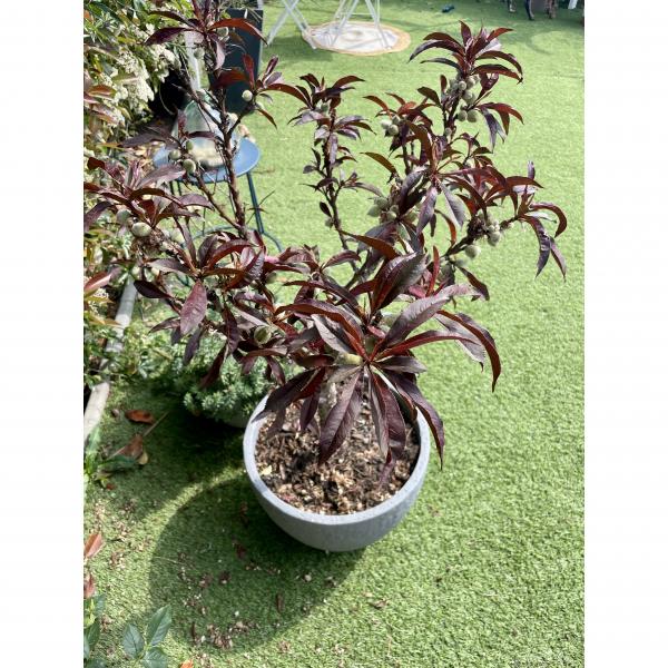 Pêcher Nain Crimson Bonfire - Prunus persica - Fruitier nain - Pêches ...