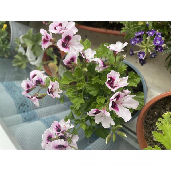 Pelargonium Mosquitaway Lizzy - Géranium des fleuristes très florifère ...