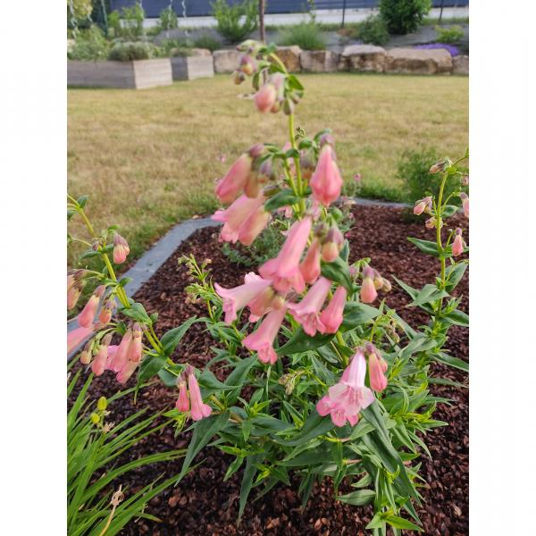 Penstemon Hewell Pink Bedder - Galane vivace très florifère, aux fleurs ...