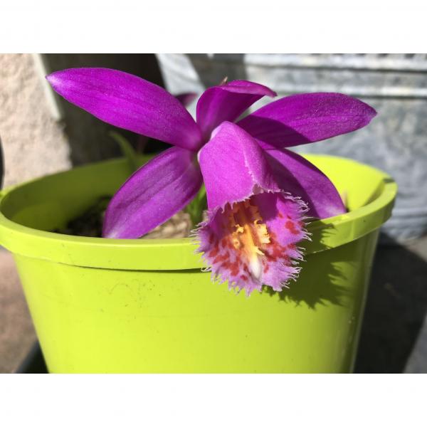 Pleione formosana - Orchidée terrestre de Formose, à fleurs roses et ...