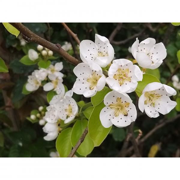 Poirier Doyenné du Comice - Pyrus communis – Poires très savoureuses
