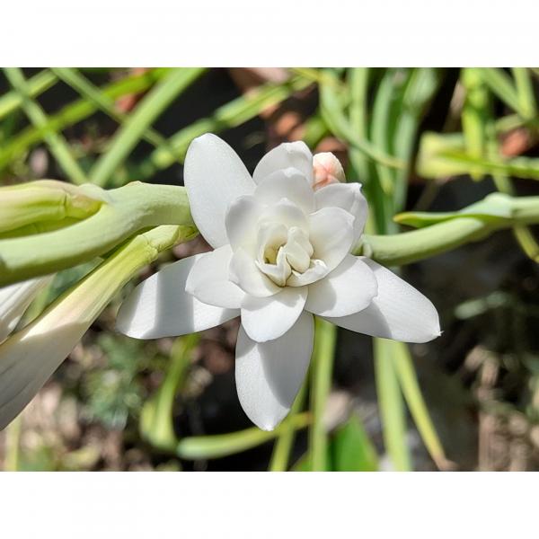 Polianthes tuberosa The Pearl - Tubéreuse Blanche Double La perle ...