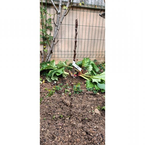 Pommier colonnaire Cheverny delcolin - Malus domestica à pommes jaune ...