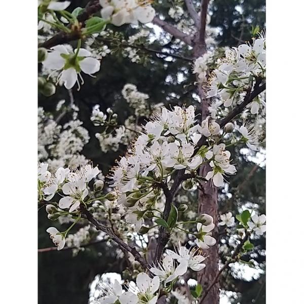 Prunier Victoria - Prunus domestica productif à gros fruits rouge violet