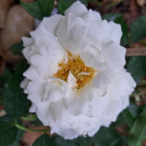 Rosa Kosmos - Rosier buisson floribunda à grosses fleurs crème rosé ...