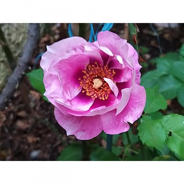 Rosa persica Blue Eyes - Eyes for You - Rosier de Perse - Petit arbuste ...
