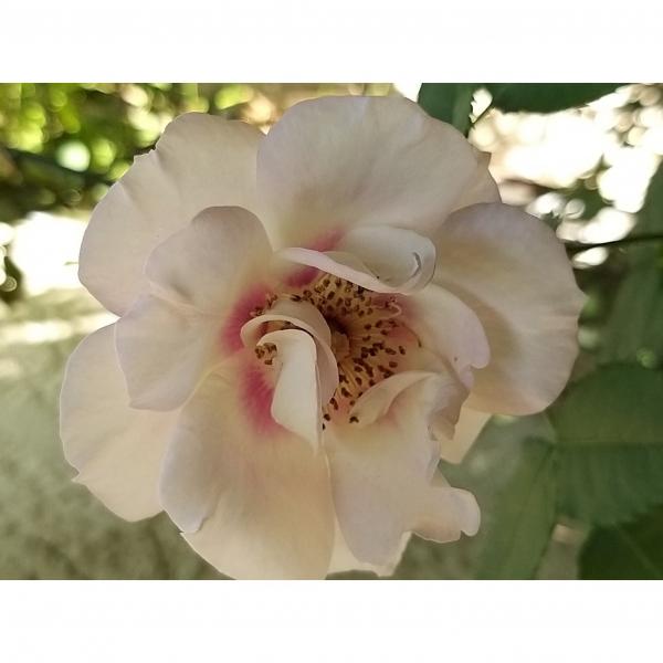 Rosa persica Blue Eyes - Eyes for You - Rosier de Perse - Petit arbuste ...