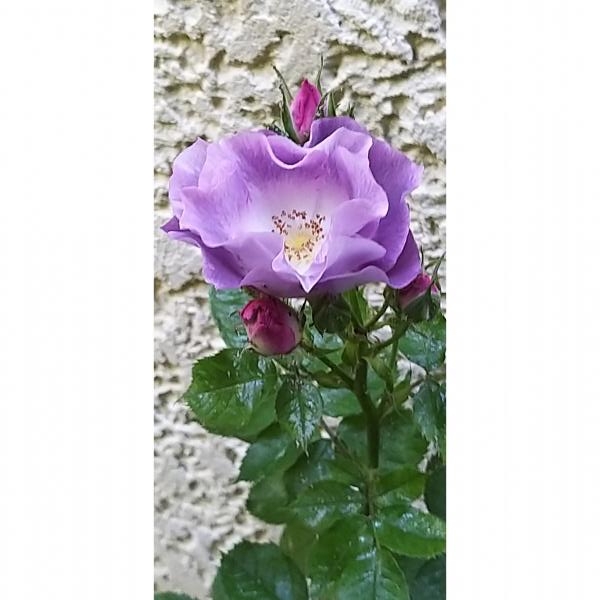 Rosa Pacific Dream Pejamblu - Rosier buisson à fleurs groupées semi ...
