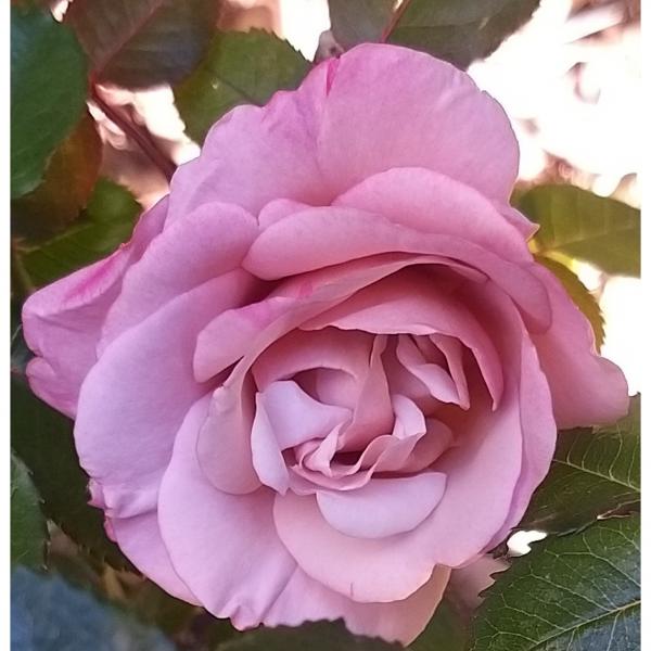 Rosa Blue Girl® (Sautari) - Rosier hybride de Thé