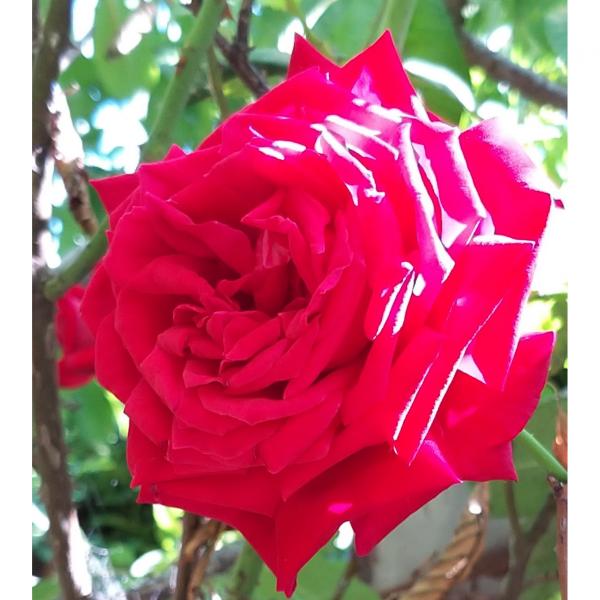 Rosier à grandes fleurs Botero - Fleurs rouges très doubles et très ...