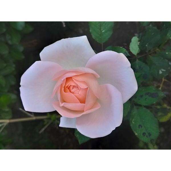 Rosier clair renaissance - rosie grandes fleurs rose pâle, nuancé de ...
