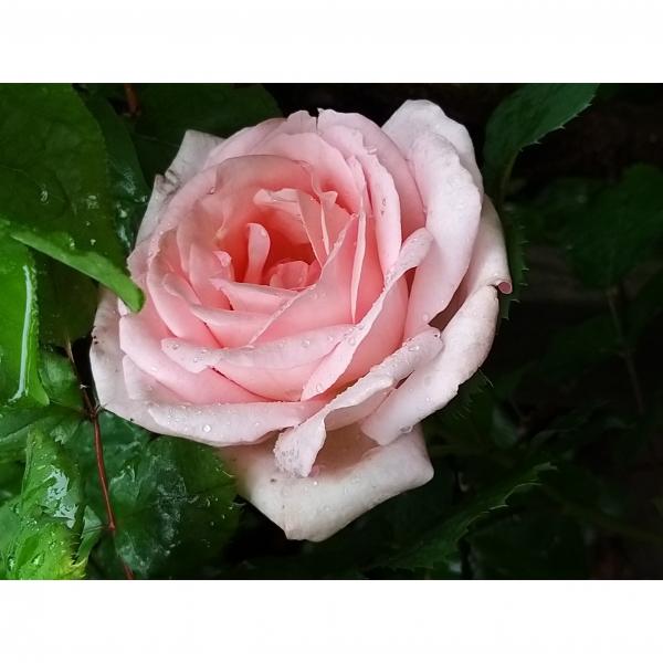 Rosier clair renaissance - rosie grandes fleurs rose pâle, nuancé de ...
