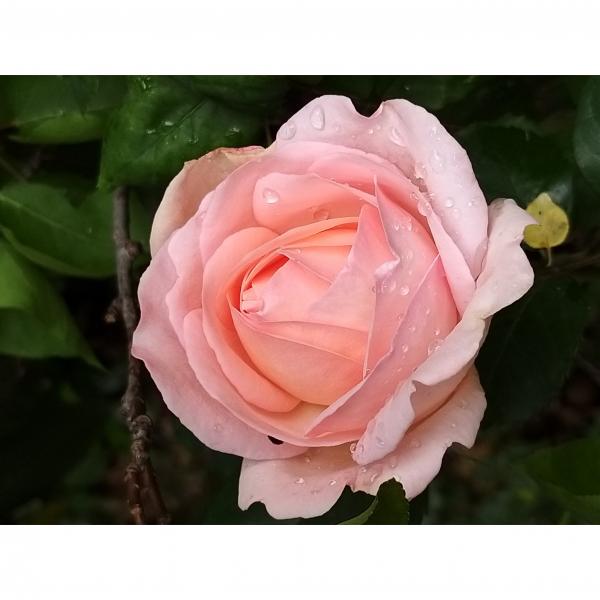 Rosier clair renaissance - rosie grandes fleurs rose pâle, nuancé de ...