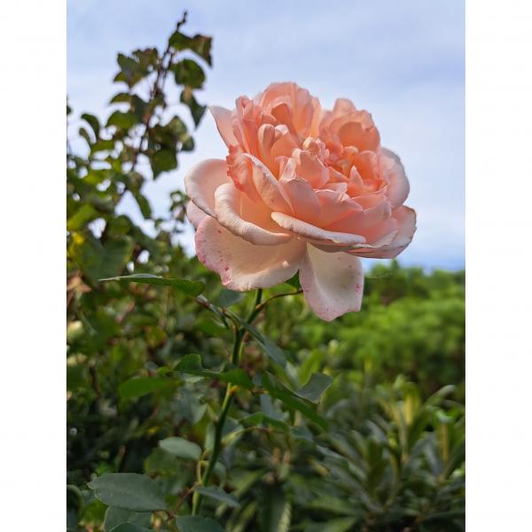 Rosier clair renaissance - rosie grandes fleurs rose pâle, nuancé de ...