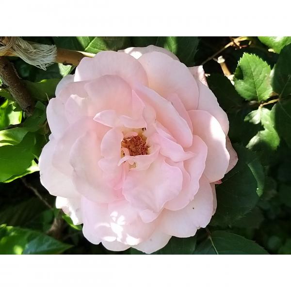 Rosier clair renaissance - rosie grandes fleurs rose pâle, nuancé de ...