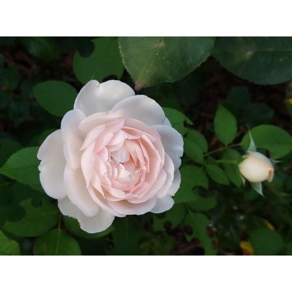 Rosier clair renaissance - rosie grandes fleurs rose pâle, nuancé de ...