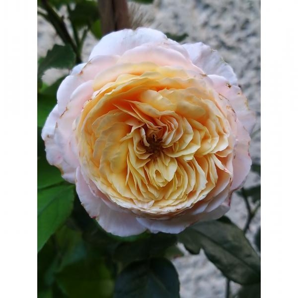 Rosier à grandes fleurs Domaine de Chantilly - Buisson à fleurs doubles ...