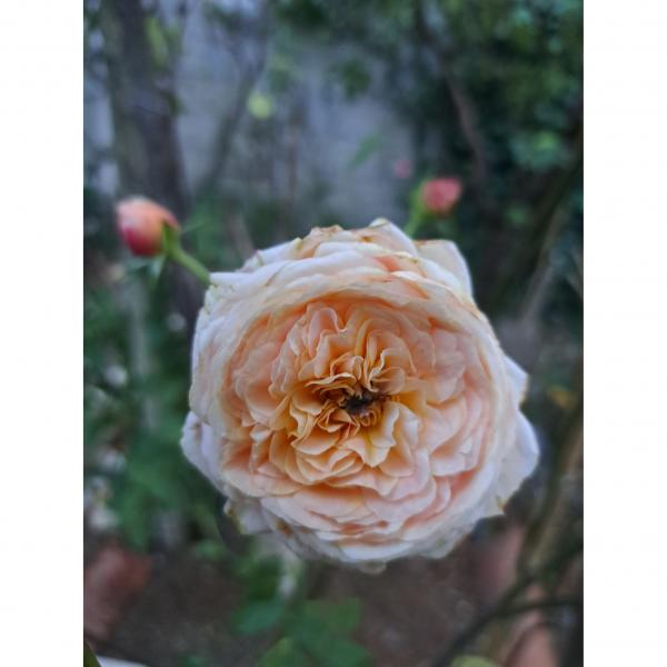 Rosier à grandes fleurs Domaine de Chantilly - Buisson à fleurs doubles ...