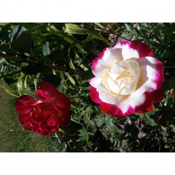 Rosa Double Delight - Rosier buisson puissant, très parfumé, aux larges ...