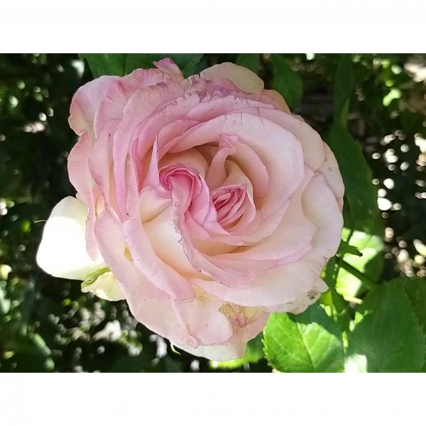 Rosa Moonstone - Rosier à grandes fleurs blanches ourlées de rose ...