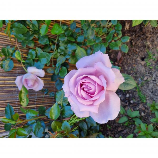 Rosier Rose Synactif by Shiseido - Grandes fleurs mauve lilas, doubles ...