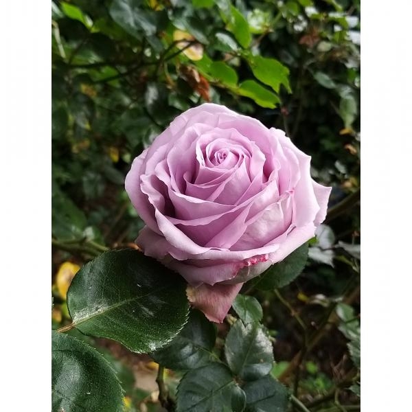 Rosier Rose Synactif by Shiseido - Grandes fleurs mauve lilas, doubles ...