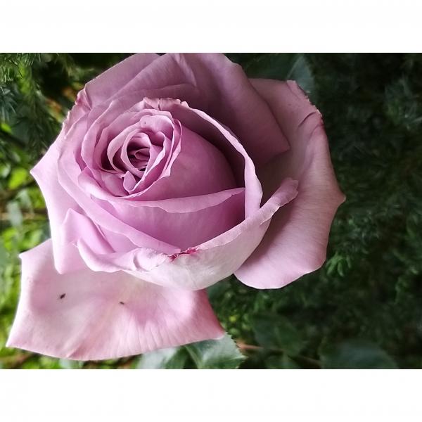 Rosier Rose Synactif by Shiseido - Grandes fleurs mauve lilas, doubles ...