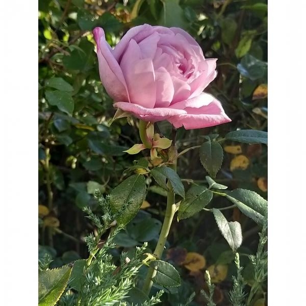 Rosier Rose Synactif by Shiseido - Grandes fleurs mauve lilas, doubles ...