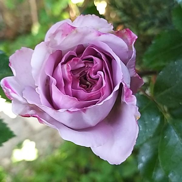 Rosier Rose Synactif by Shiseido - Grandes fleurs mauve lilas, doubles ...