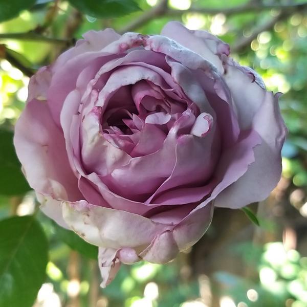 Rosier Rose Synactif by Shiseido - Grandes fleurs mauve lilas, doubles ...