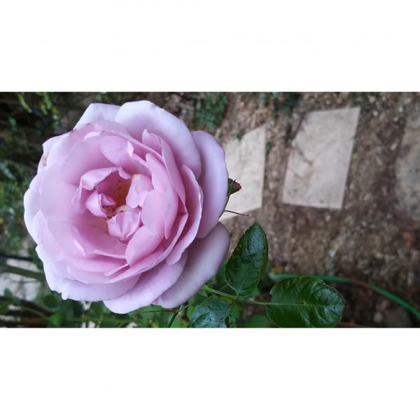 Rosier Rose Synactif by Shiseido - Grandes fleurs mauve lilas, doubles ...