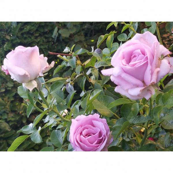 Rosier Rose Synactif by Shiseido - Grandes fleurs mauve lilas, doubles ...