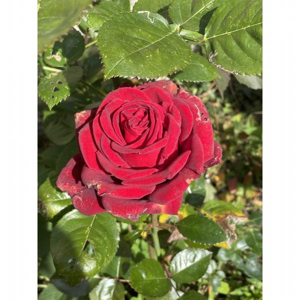 Rosier à grandes fleurs Rouge Adam Adahuin - Fleurs turbinées rouge ...