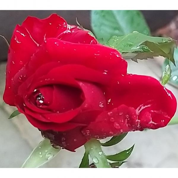 Rosier à grandes fleurs Rouge Adam Adahuin - Fleurs turbinées rouge ...