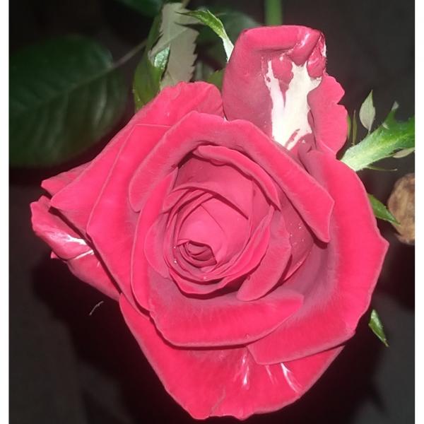 Rosier à grandes fleurs Rouge Adam Adahuin - Fleurs turbinées rouge ...