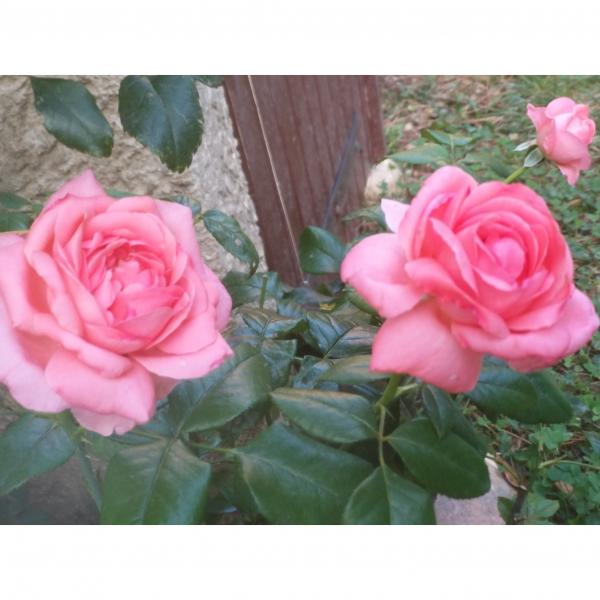 Rosier à grandes fleurs Special Anniversary - Fleurs très doubles, rose ...